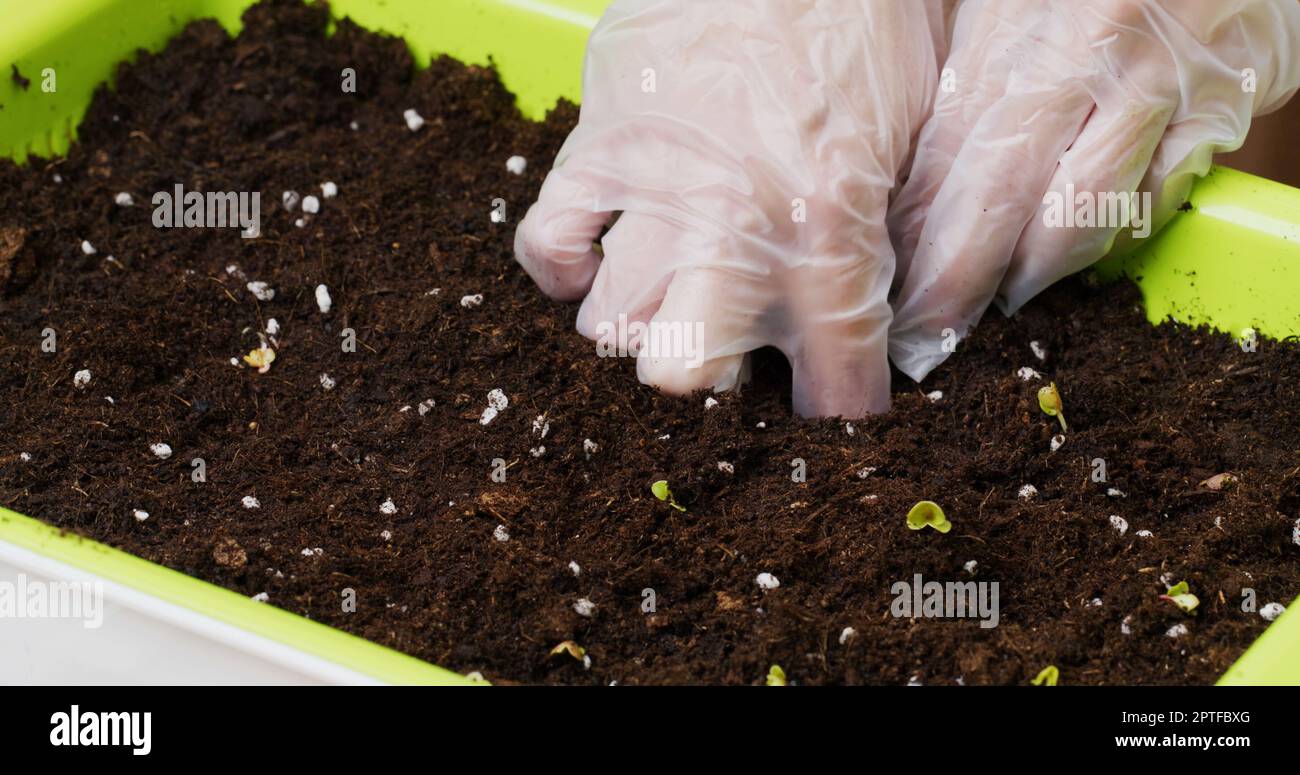 Planting at home for vegetable Stock Photo - Alamy