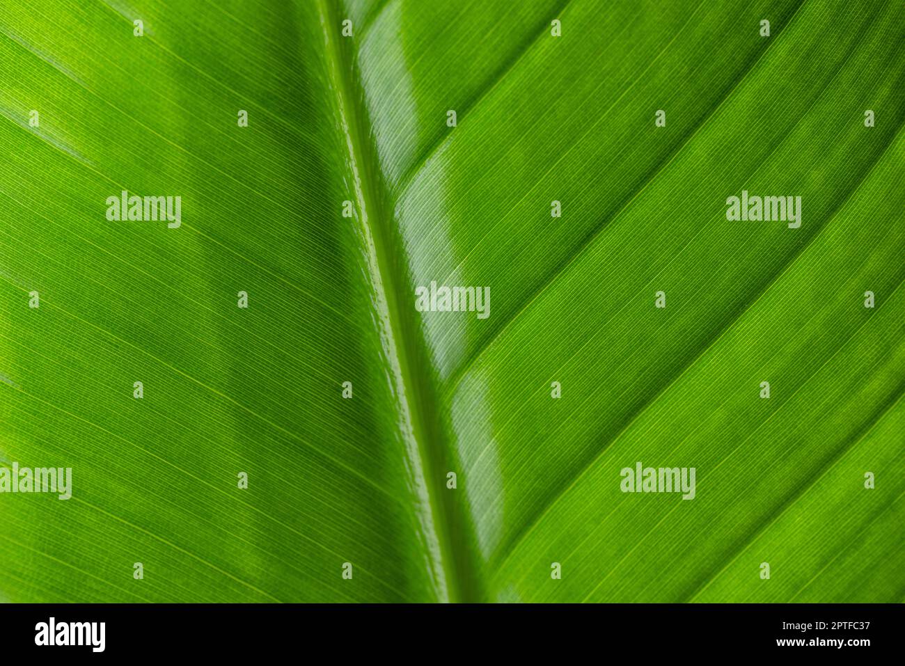 Green leave texture pattern close up Stock Photo - Alamy
