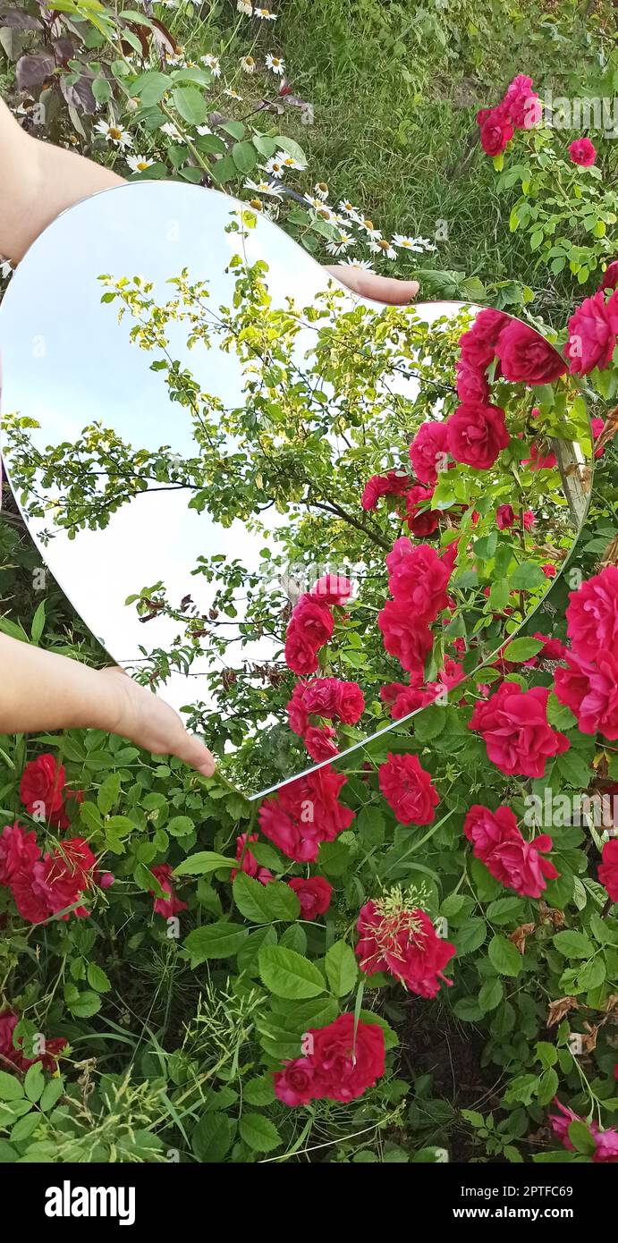 Mirror in heart shape. Red roses reflecting in mirror in shape of heart ...