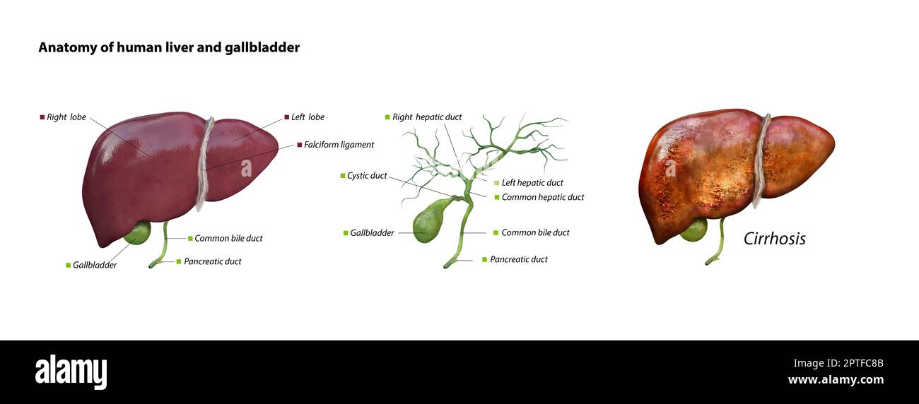 liver and gallbladder anatomy structure. hepatic system organ, Human ...