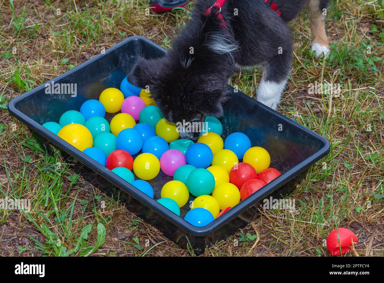 School dog sniffing hi-res stock photography and images - Alamy