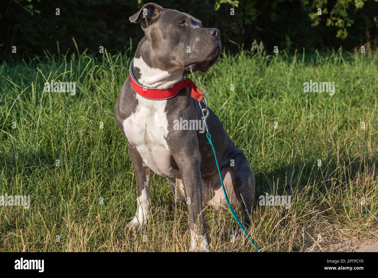grey american bully dog looking back and dripping Stock Photo - Alamy