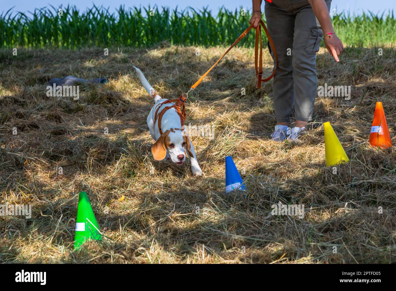 School dog search hi-res stock photography and images - Alamy