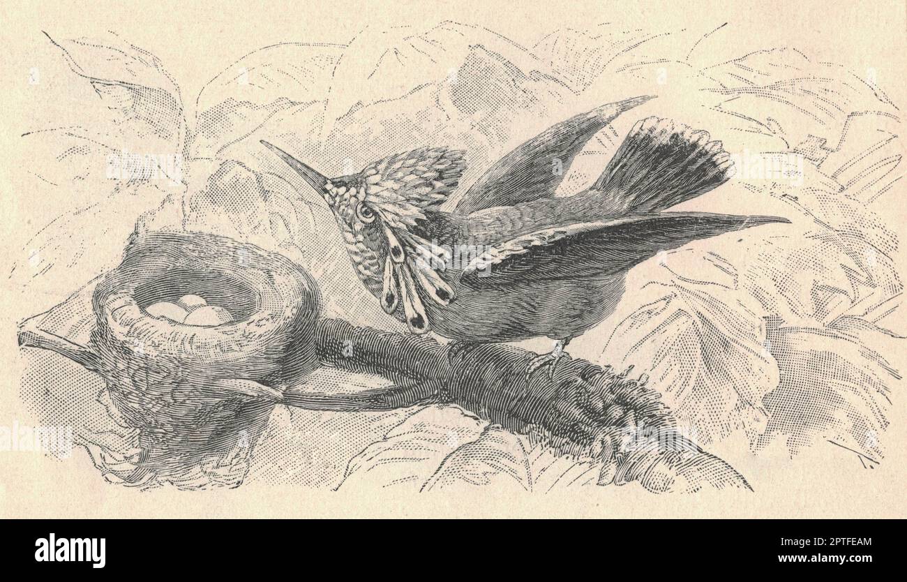 Antique engraved illustration of the hummingbird. Vintage illustration ...