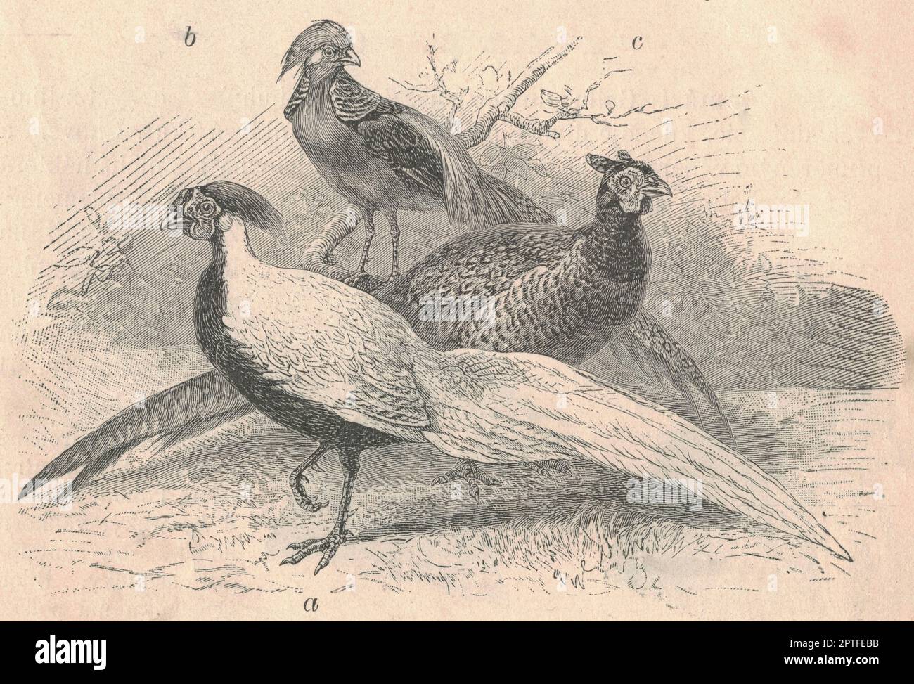 Antique engraved illustration of the pheasant. Vintage illustration of ...