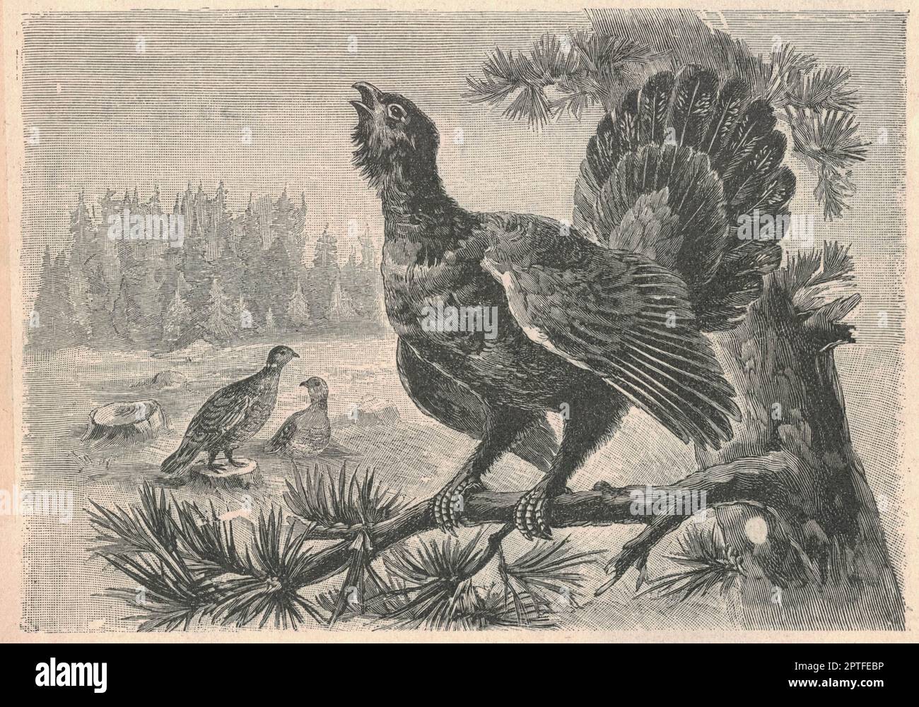 Antique engraved illustration of the grouse. Vintage illustration of ...