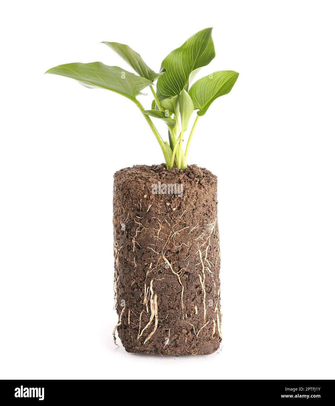 Green seedling with soil on white background Stock Photo - Alamy