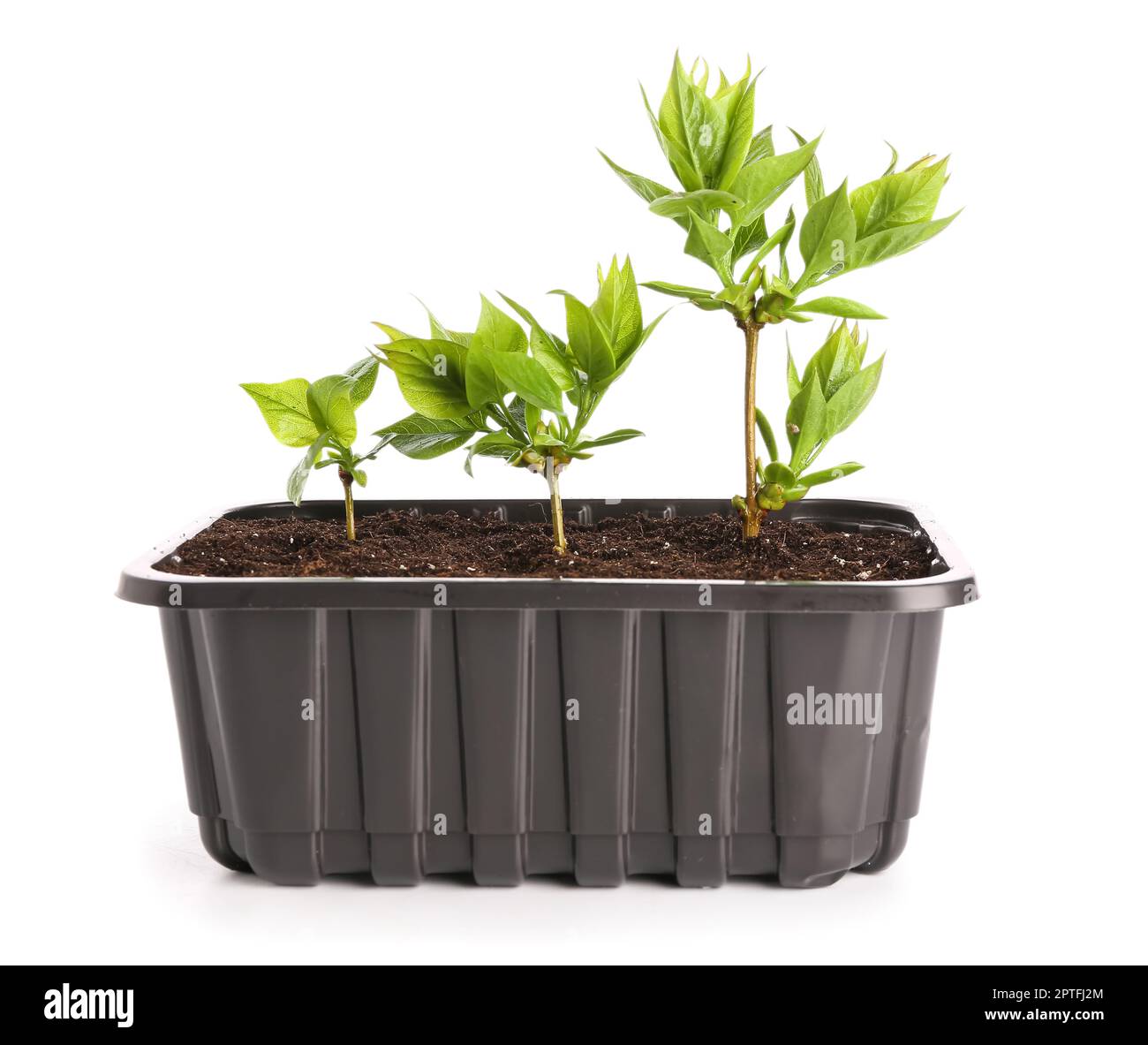 Plastic container with green seedlings on white background Stock Photo ...