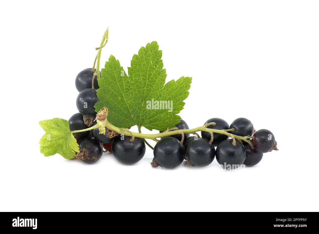 Fresh ripe blackcurrant berries with leaf isolated on a white ...