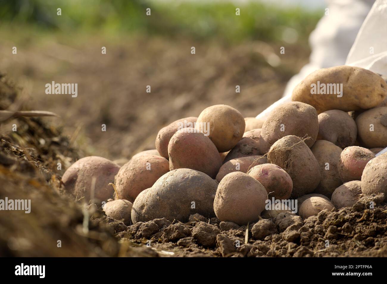 Newly dug potatoes in a organic family farm field, low angle view on ...