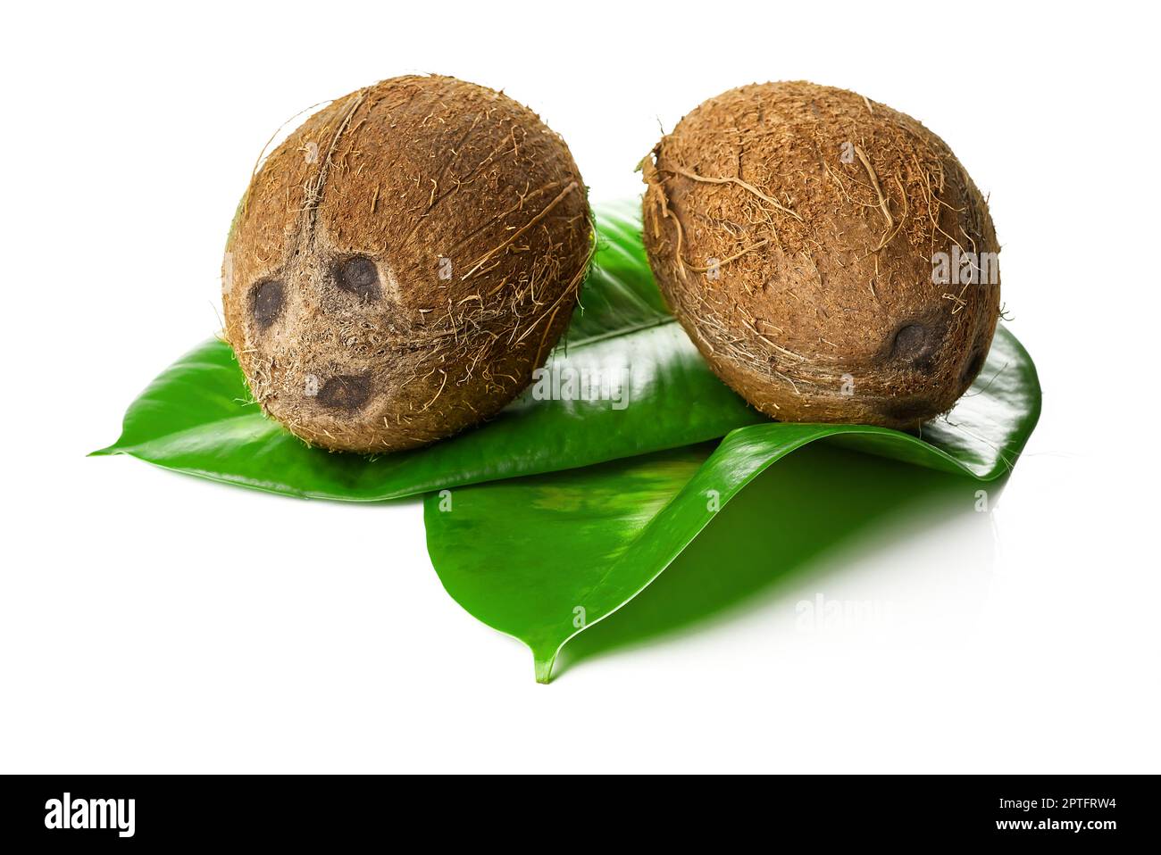 Coconuts with leaves, isolated on white background Stock Photo - Alamy
