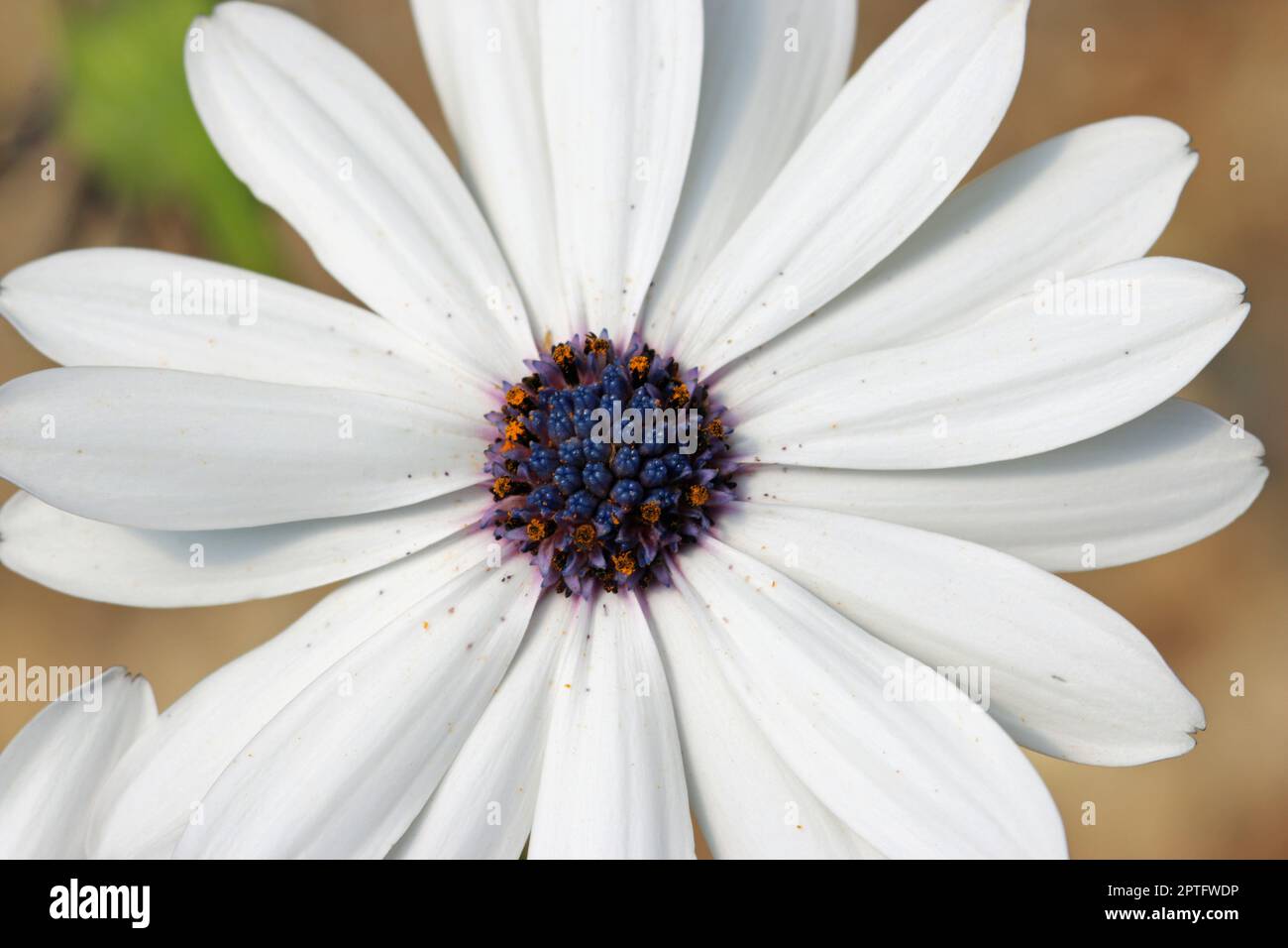 White African daisy, Osteospermum of unknown species and variety ...