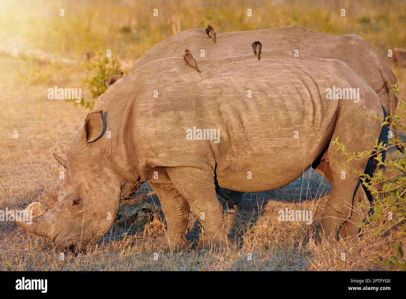 Grazing side by side. Full length shot of two rhinoceros in the wild ...
