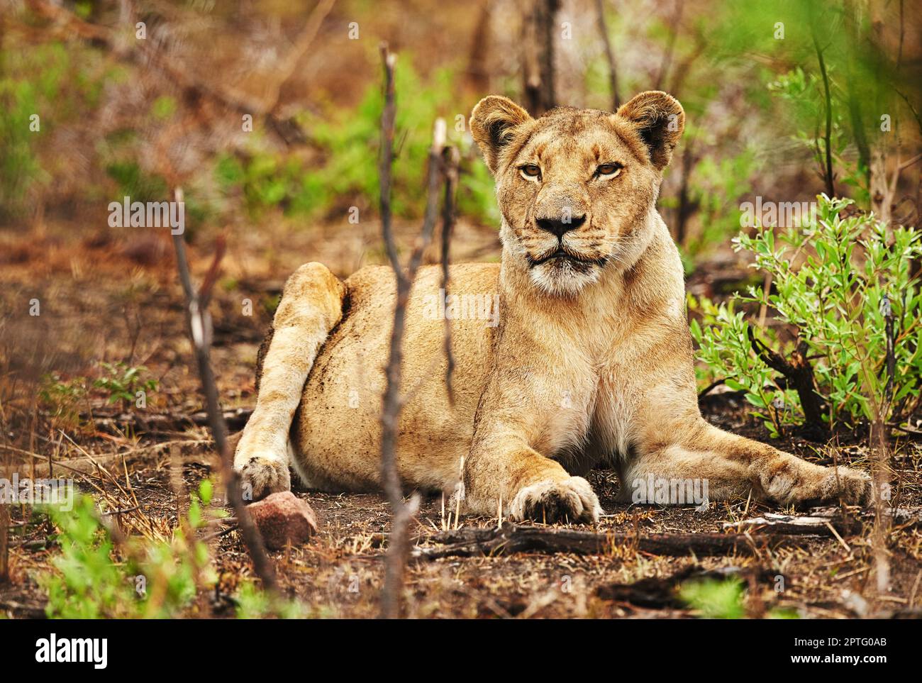 Every king needs a queen. Full length shot of a lioness on the plains ...