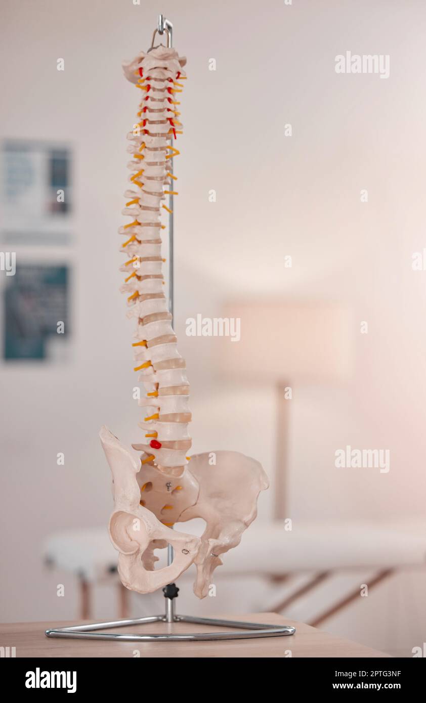 Spine model, bone and chiropractic office on table, desk or display for ...
