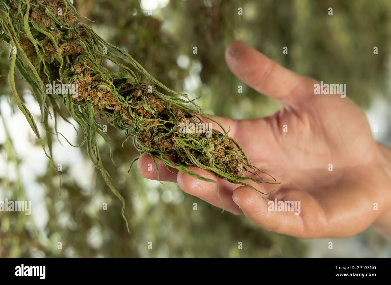 Farmer controlling quality of Marijuana drying buds. Organic Cannabis ...