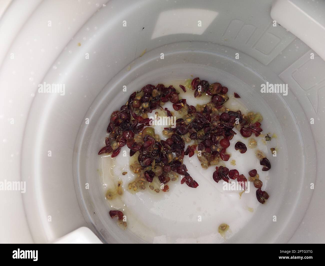 Production of grape pulp for making homemade wine a the must Stock ...