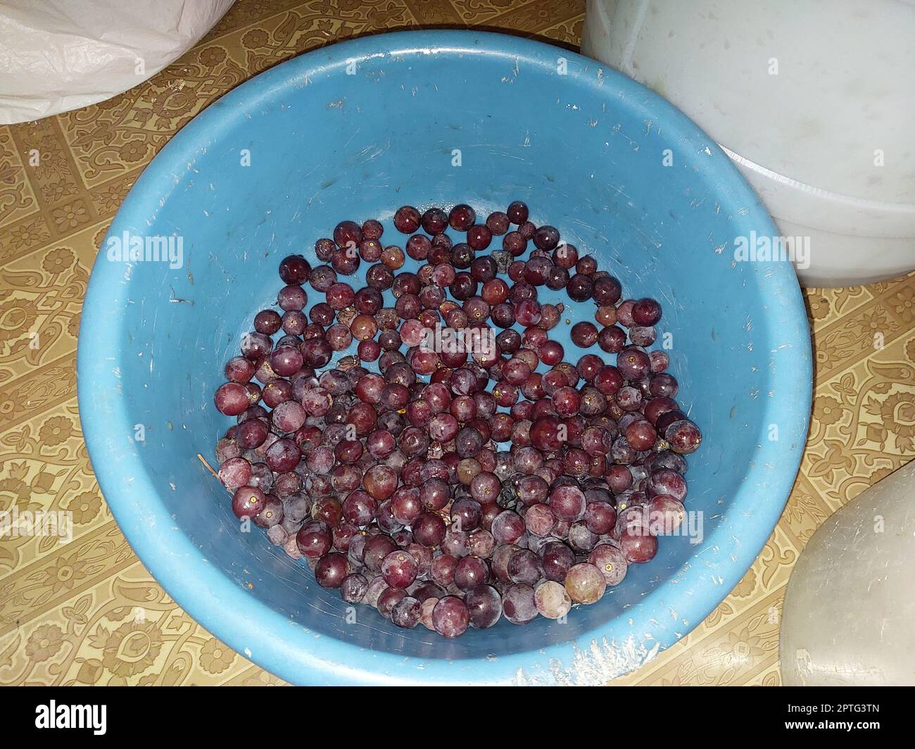 Production grape pulp making homemade hi-res stock photography and ...