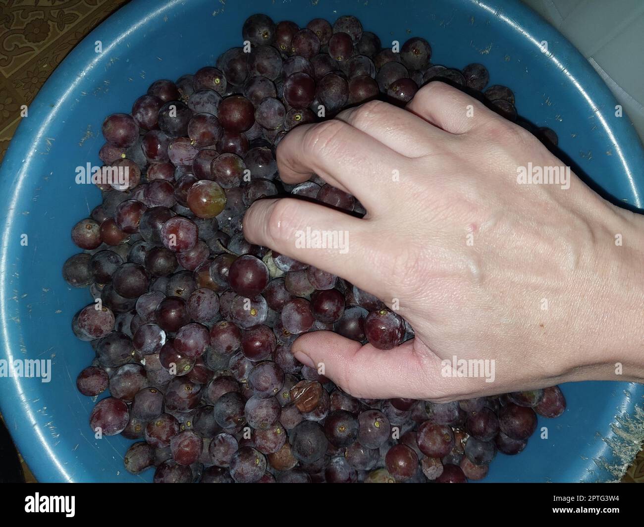 Production grape pulp making homemade hi-res stock photography and ...