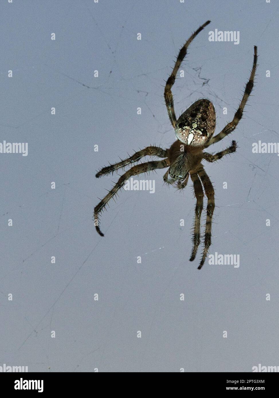 cross spider in the web. the hunter lurks for his prey. even in the ...