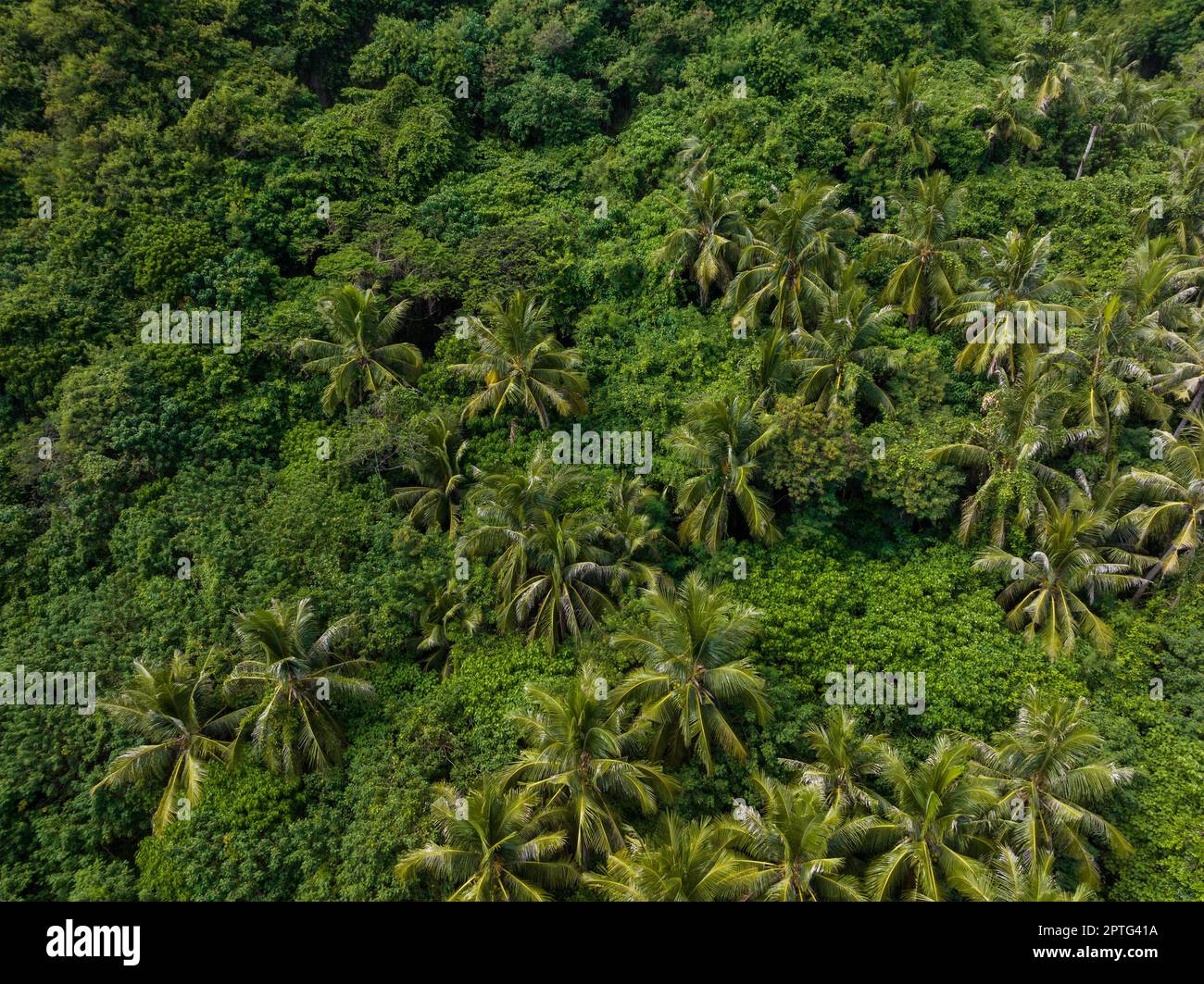 Top down view of the tropical forest jungle Stock Photo - Alamy