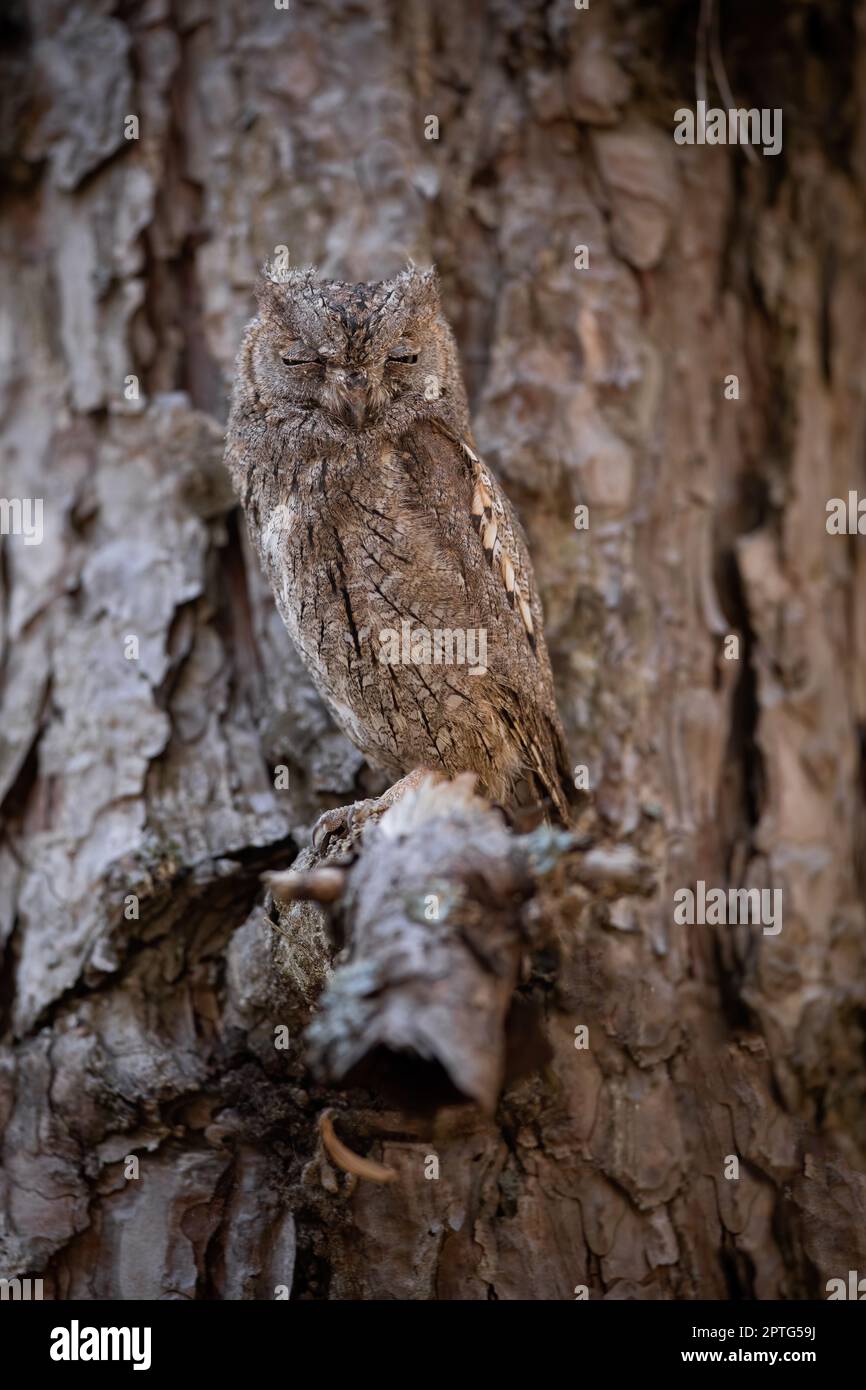 Eurasian scops owl, otus scops, hiding and sleeping on a tree thanks to ...