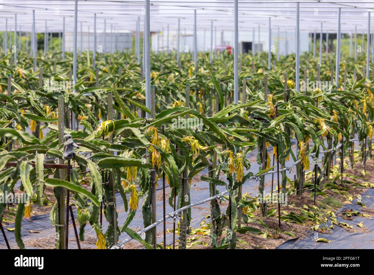 Dragon fruit field in glasshouse Stock Photo - Alamy