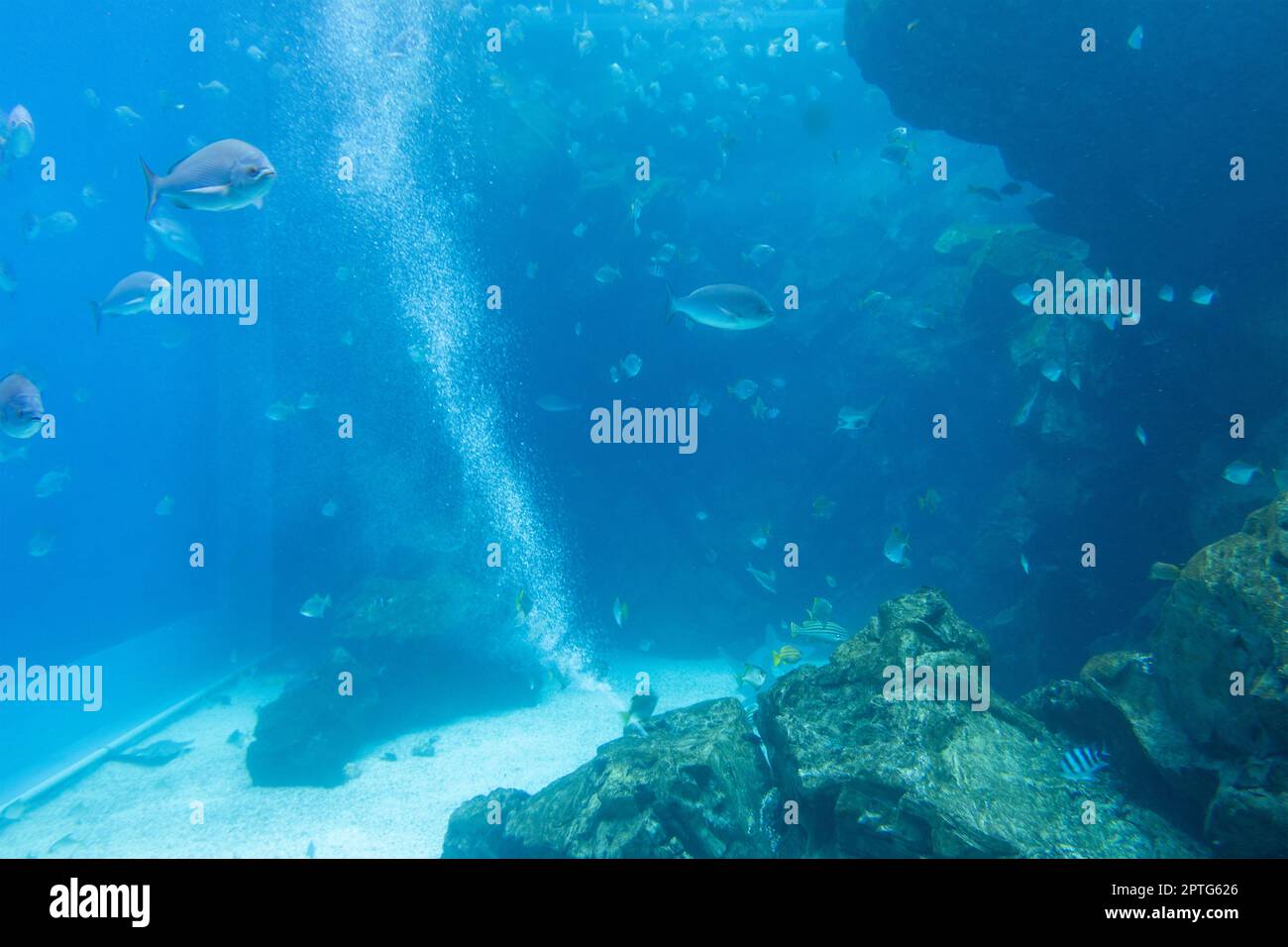 Big fish water tank in aquarium Stock Photo - Alamy