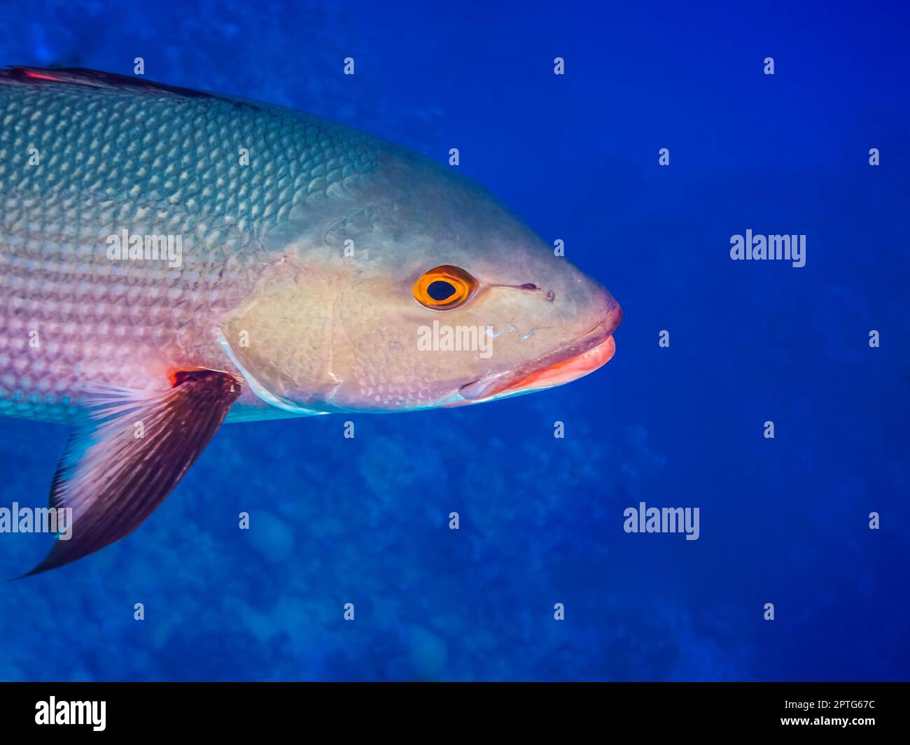 large silver fish with orange eyes swim very close during diving in ...