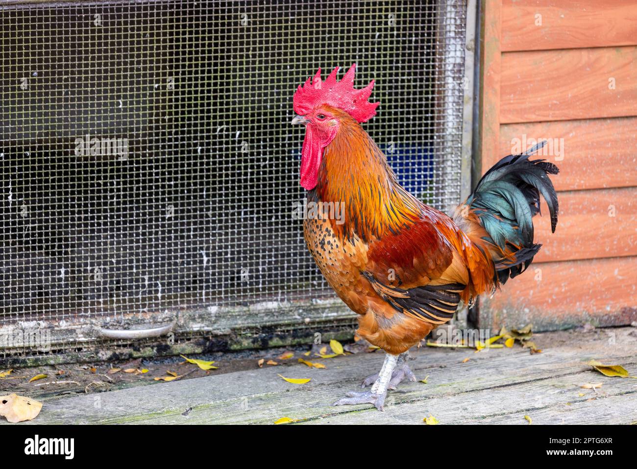 Chicken walk in the farm Stock Photo - Alamy