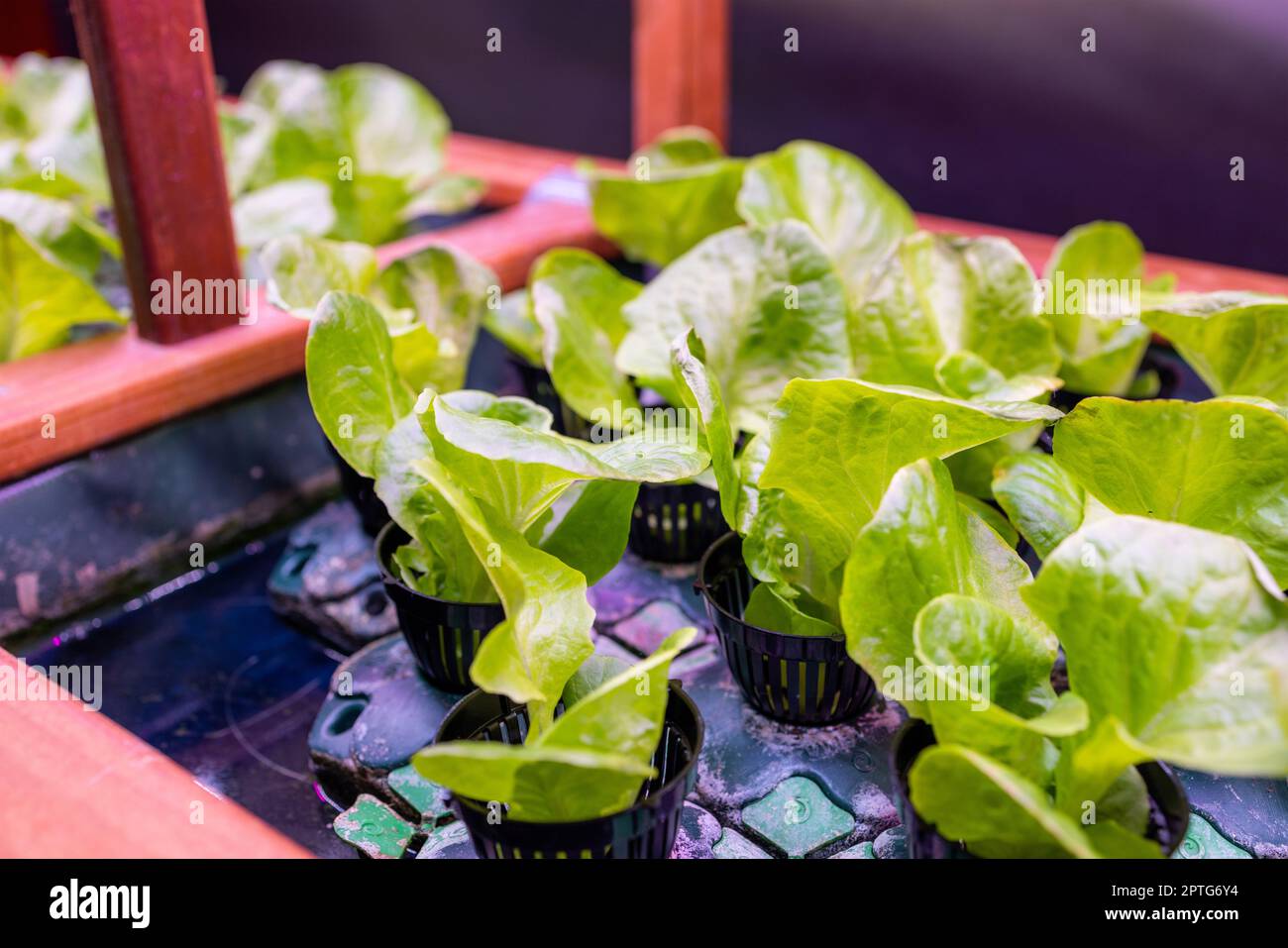Horizontal hydroponics hi-res stock photography and images - Alamy