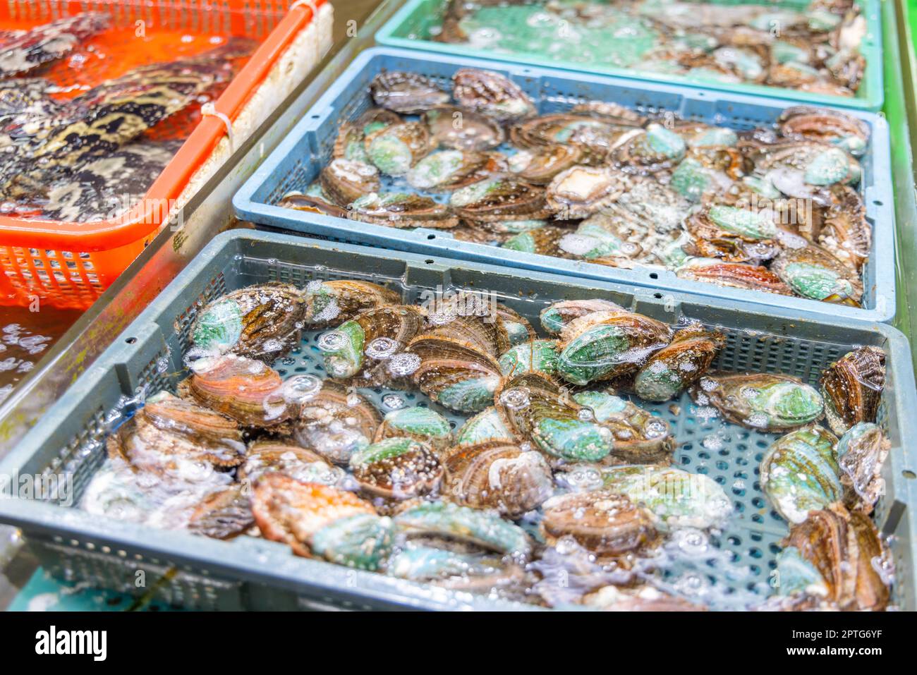 Fresh raw abalone selling in wet market Stock Photo - Alamy