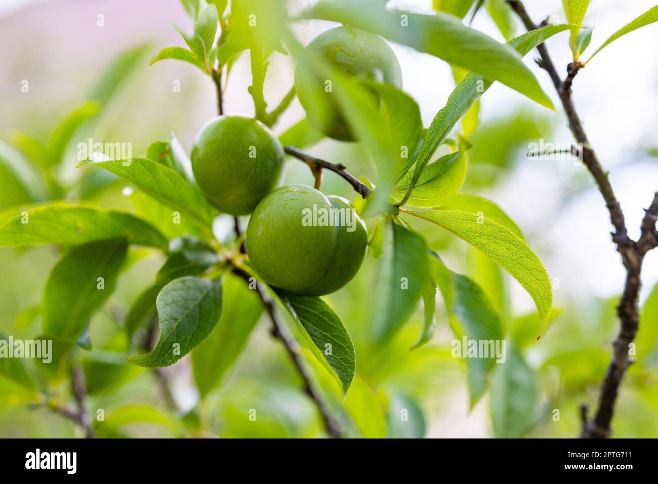 Fruits green immature plum on branches of tree Stock Photo - Alamy