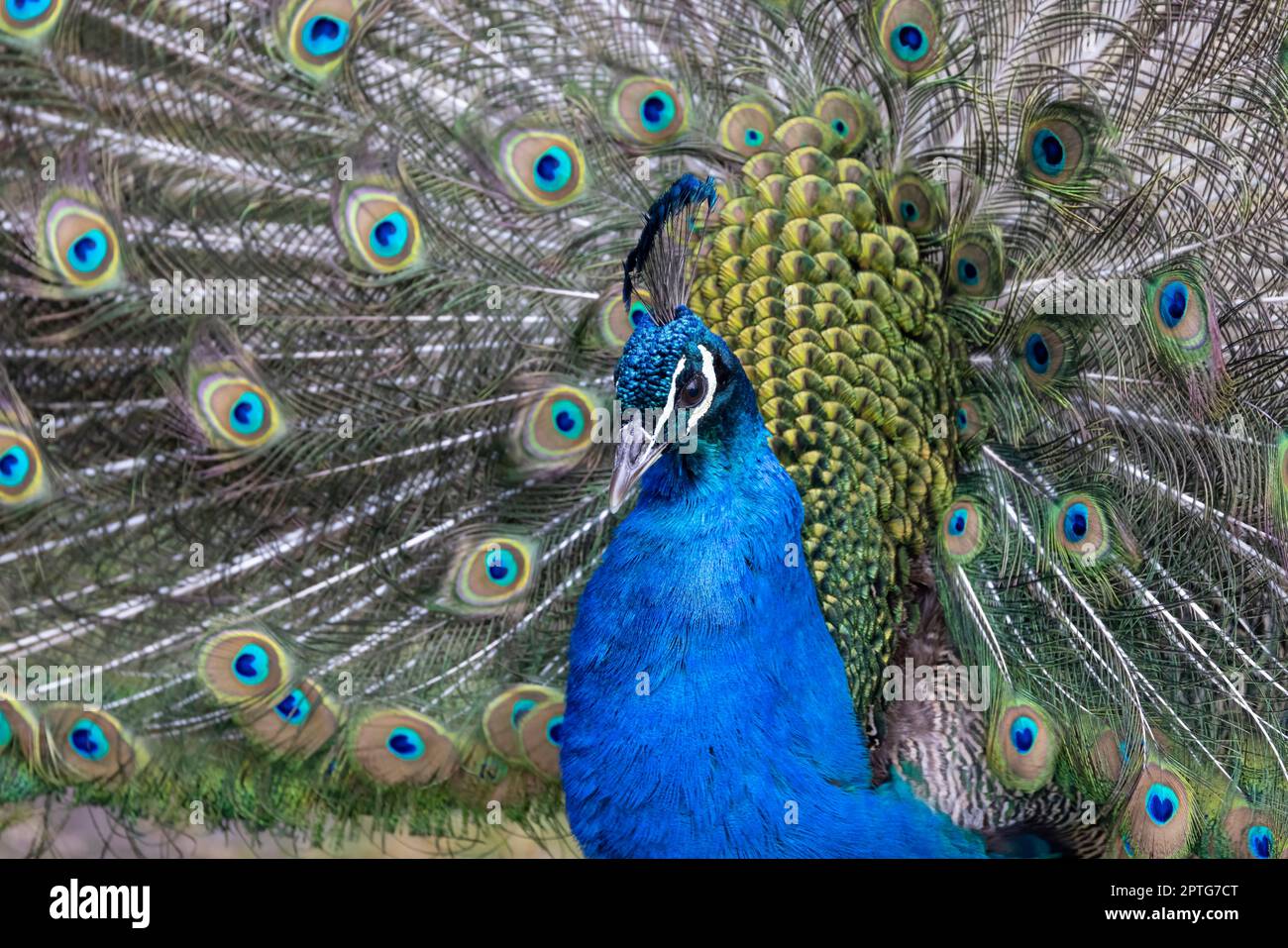 Open feathers hi-res stock photography and images - Alamy