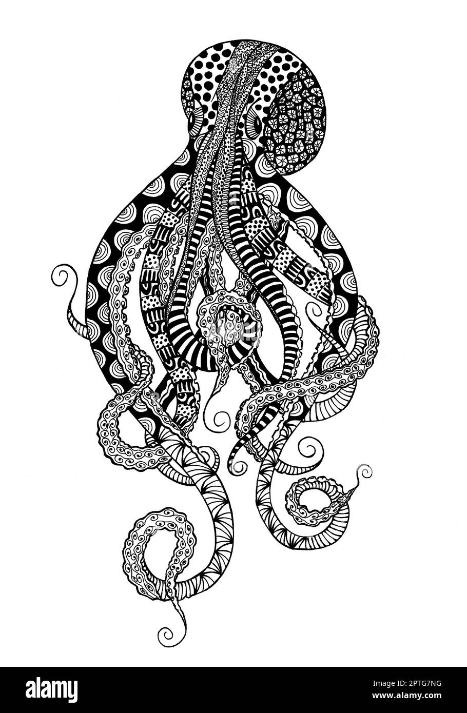 Doodle octopus sketch. Hand drawn squid animal illustration. Coloring ...