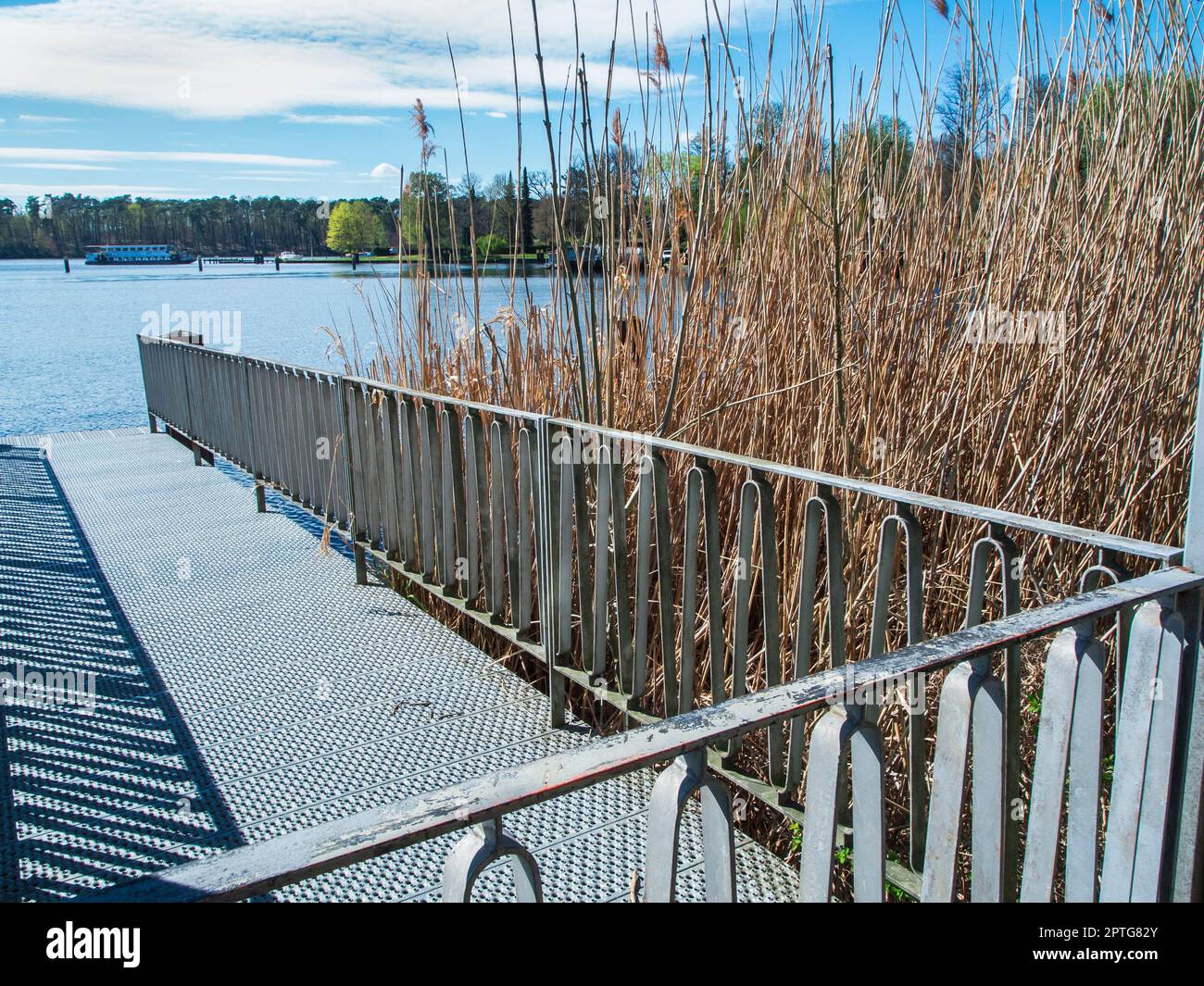 Reed plants riverbank hi-res stock photography and images - Alamy