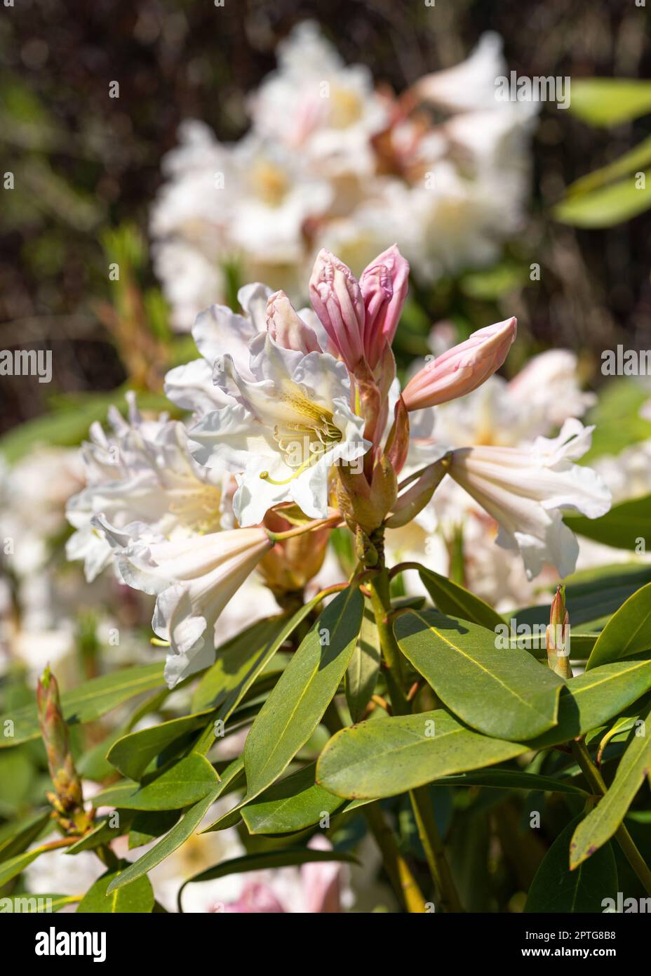 Rhododendron Hybrid (Rhododendron hybrid), close up of the flower head ...