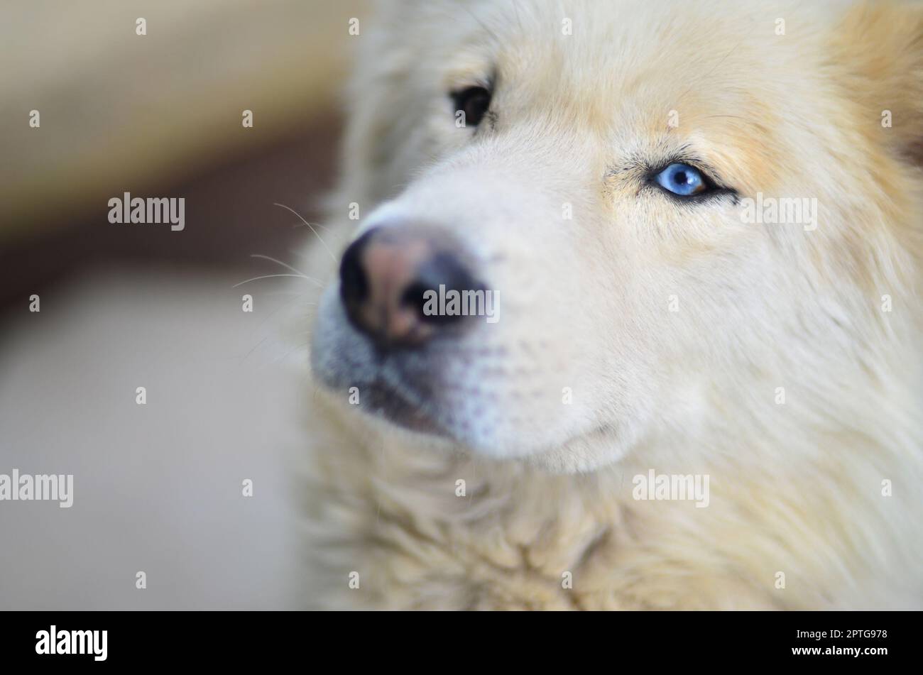 Portrait of the White Siberian Samoyed husky dog with heterochromia (a ...