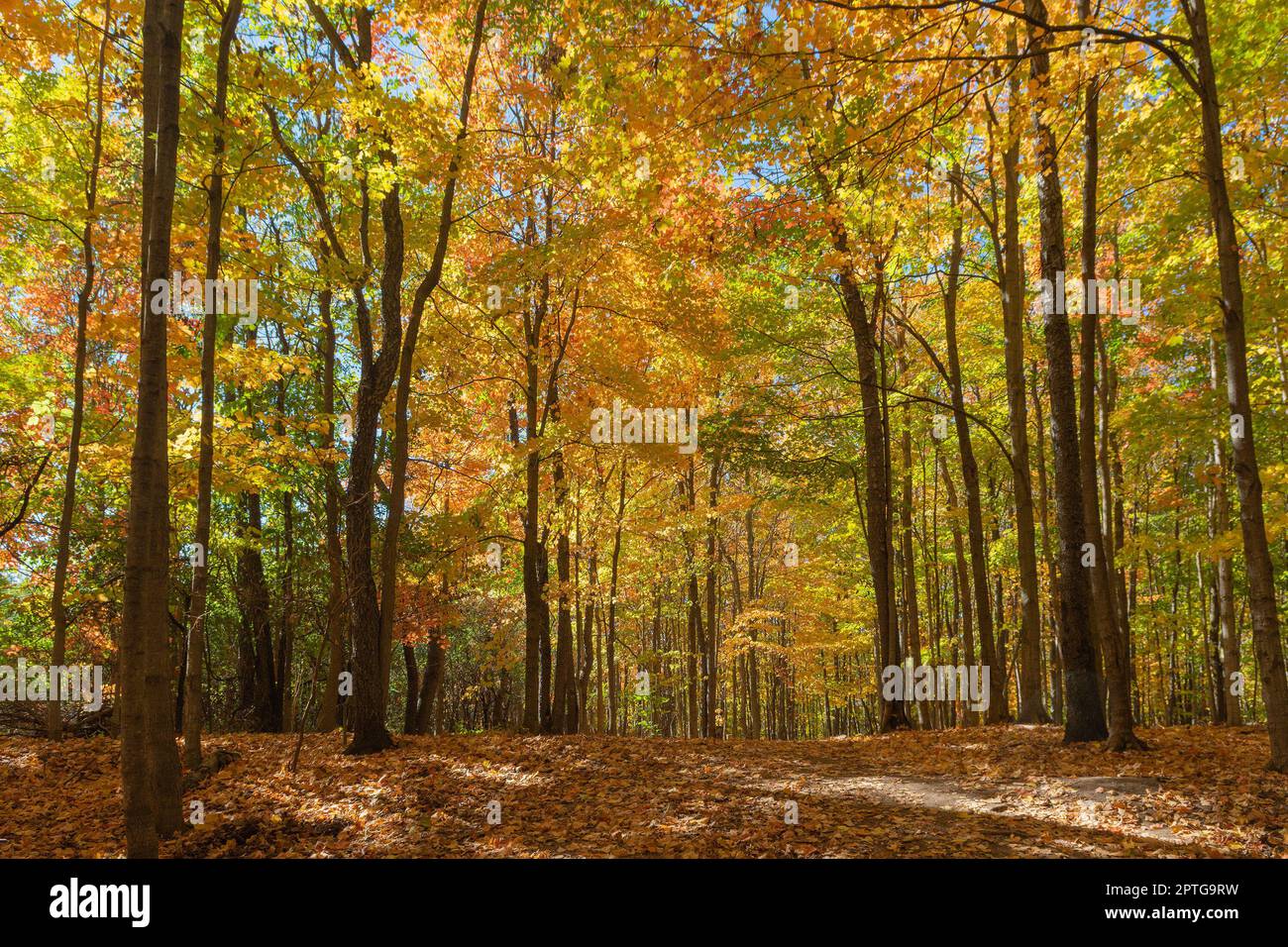 Panorama of a beautiful autumn maple forest in all its magical colors ...
