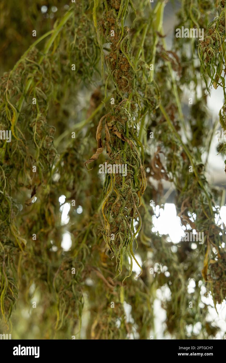 Dry Marijuana buds. Organic Cannabis Sativa Female Plants with CBD ...