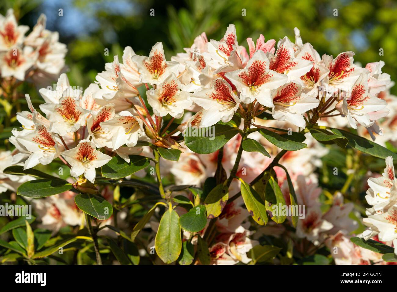 Rhododendron Hybrid (Rhododendron hybrid), close up of the flower head ...