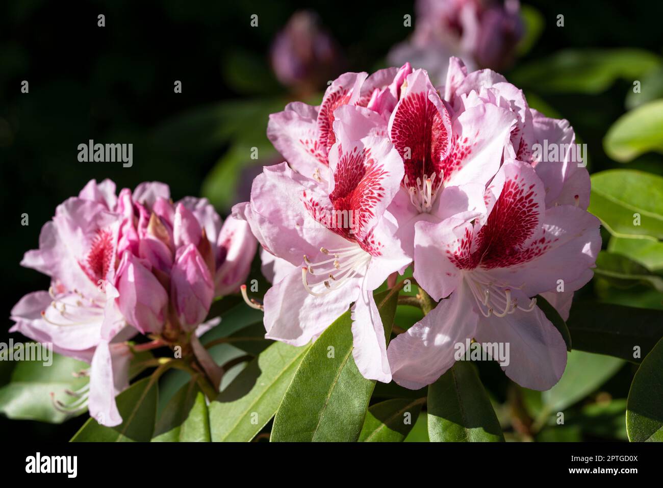 Rhododendron Hybrid (Rhododendron hybrid), close up of the flower head ...
