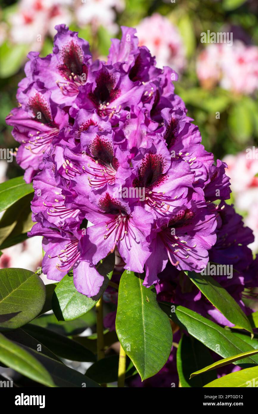 Rhododendron Hybrid (Rhododendron hybrid), close up of the flower head ...