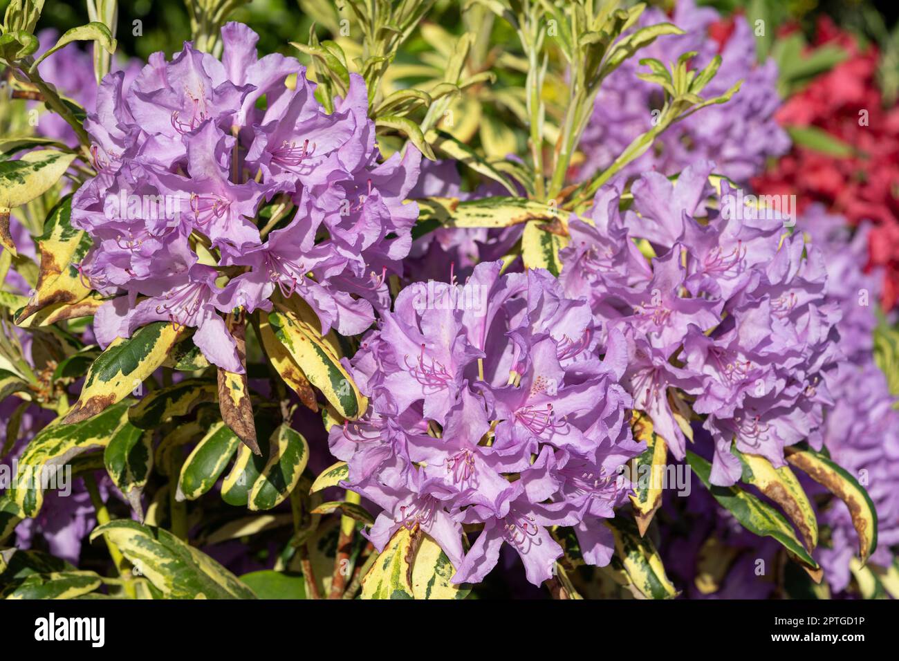 Rhododendron Hybrid (Rhododendron hybrid), close up of the flower head ...