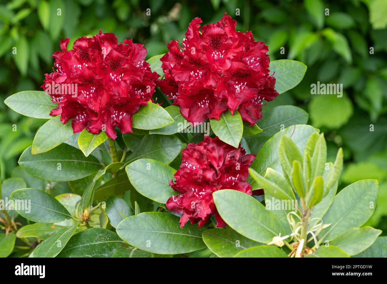 Rhododendron Hybrid (Rhododendron hybrid), close up of the flower head ...