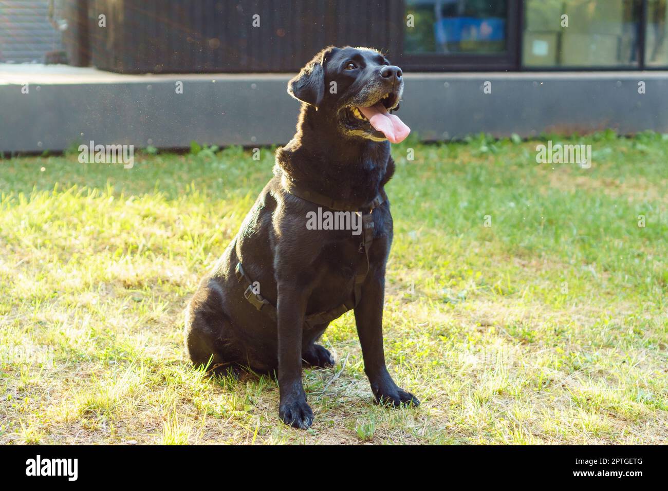 Black dog Labrador Retriever sits with his tongue out on green grass ...