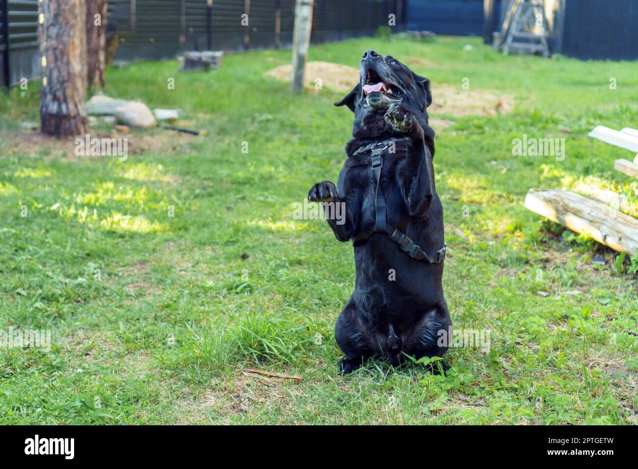 Black dog Labrador Retriever stand stands on its hind legs and serves ...