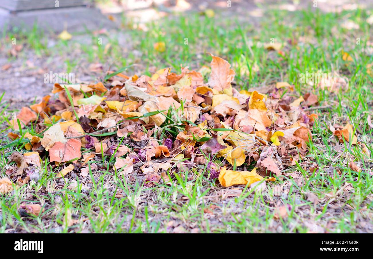 Compost Heap of Waste falling Leaves Picking Up after Clean and ...