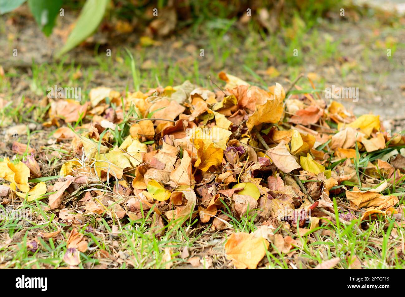 Compost Heap of Waste falling Leaves Picking Up after Clean and ...