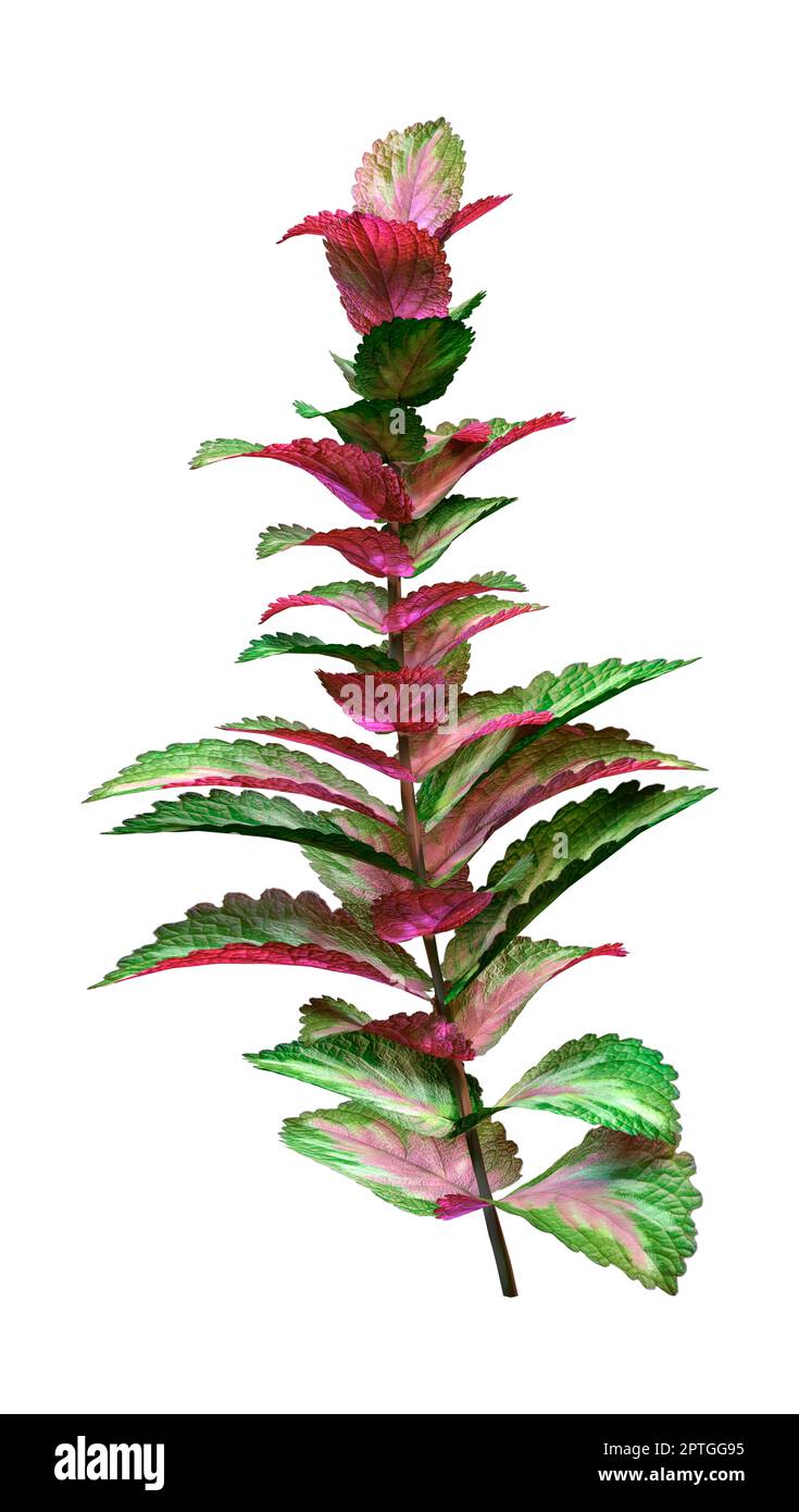 3D rendering of a green and red coleus plant isolated on white ...